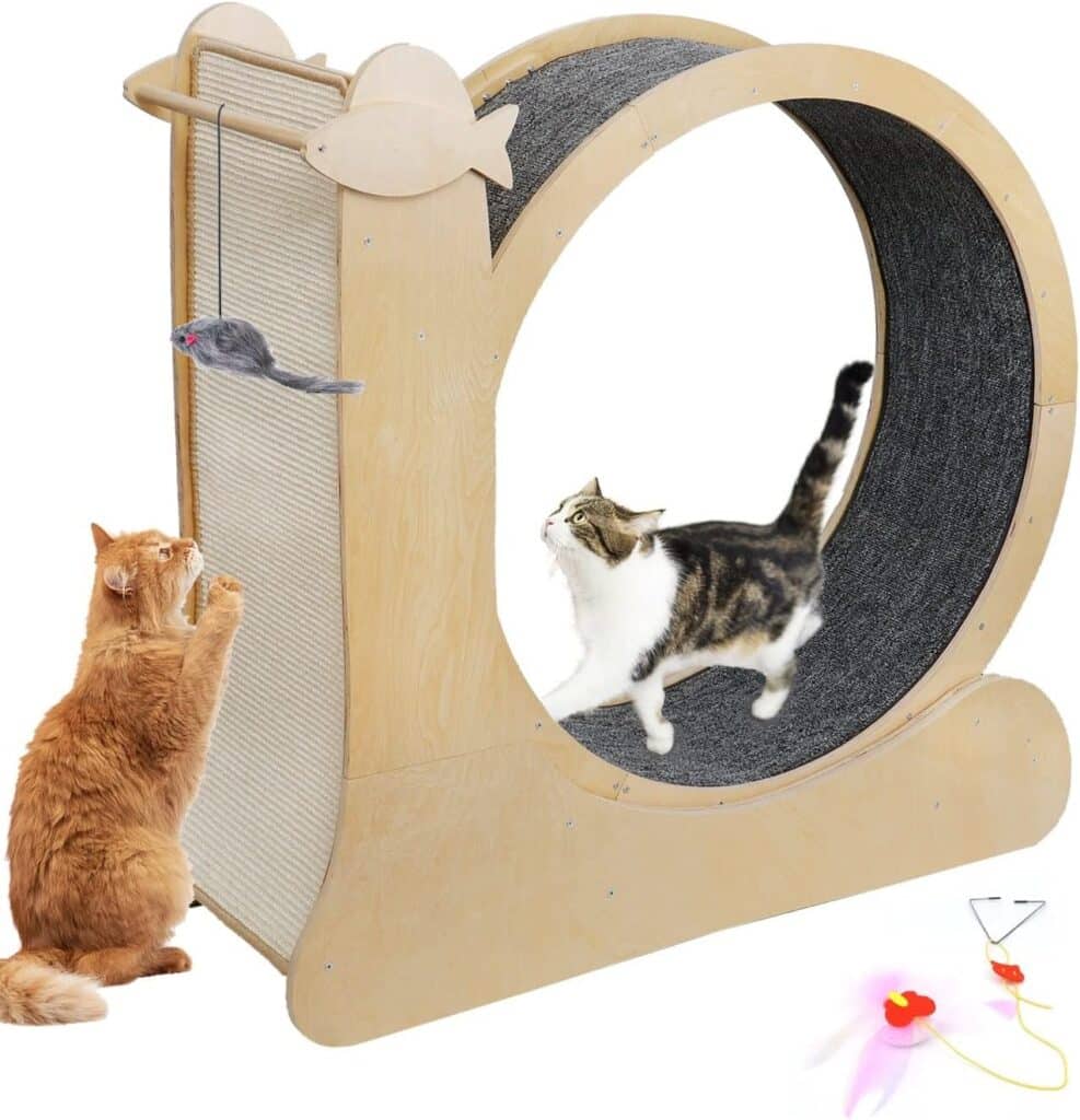 5 Best Cat Wheels: Perfect Exercise Wheel for Your Feline